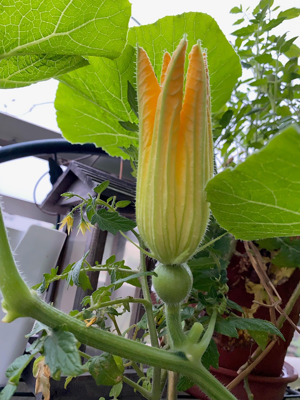 Calabaza Vegetal - Foto gratis en Pixabay - Pixabay