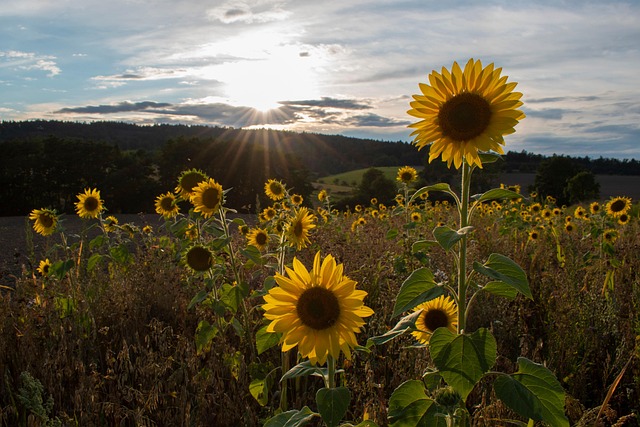 Sonnenblumen Blumen Feld Gelbe - Kostenloses Foto auf Pixabay - Pixabay