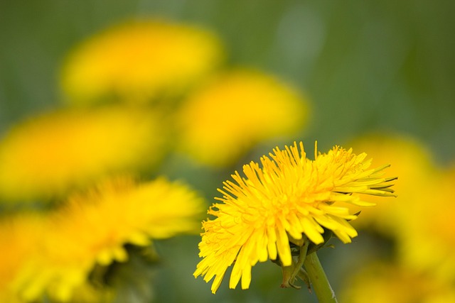 Löwenzahn Pflanze Blumen - Kostenloses Foto auf Pixabay
