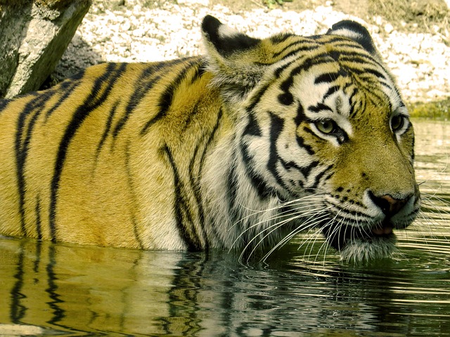 Tiger Raubtier Katzen - Kostenloses Foto auf Pixabay - Pixabay