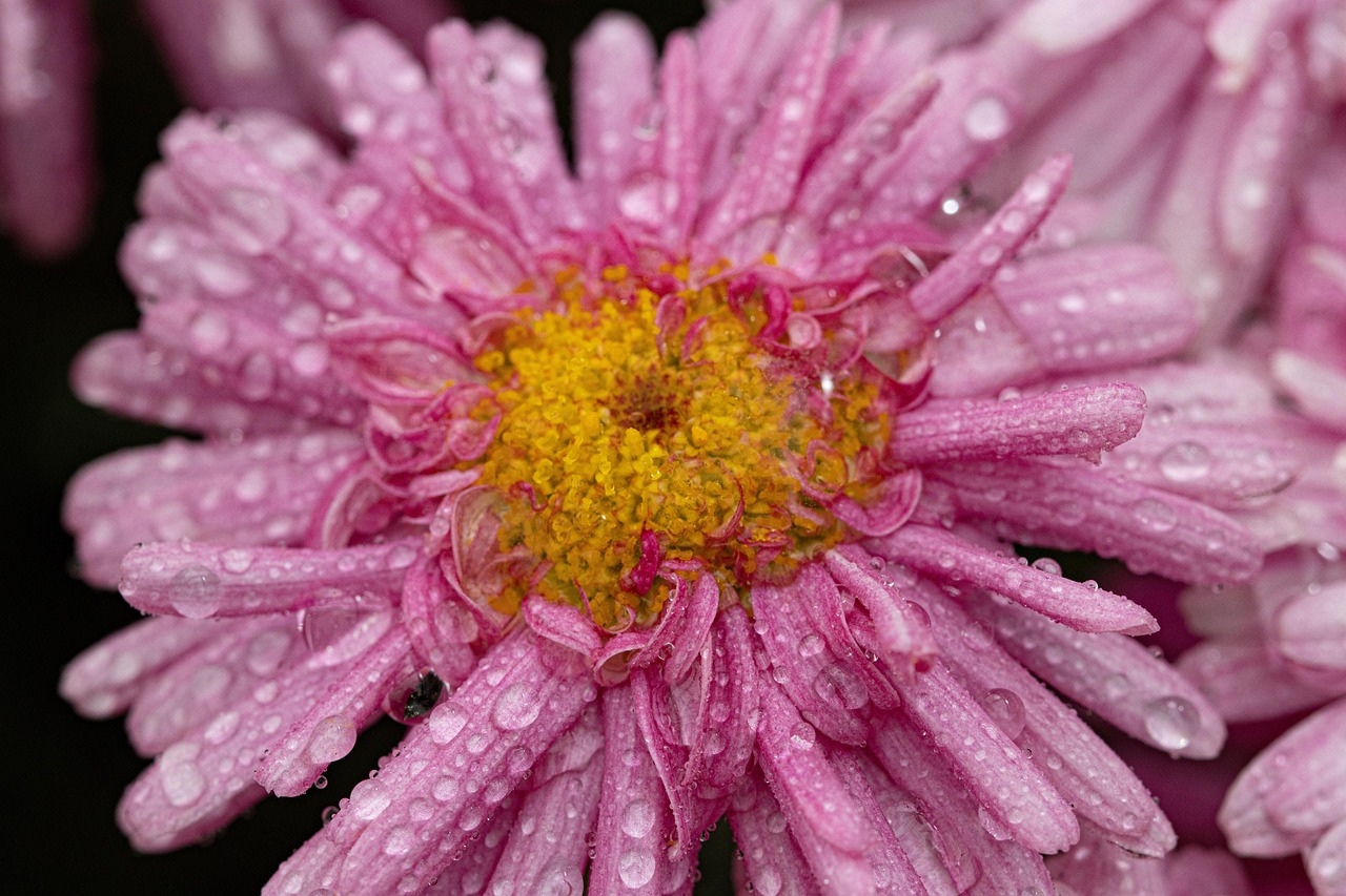Flower Marguerite Boston Daisy - Free photo on Pixabay