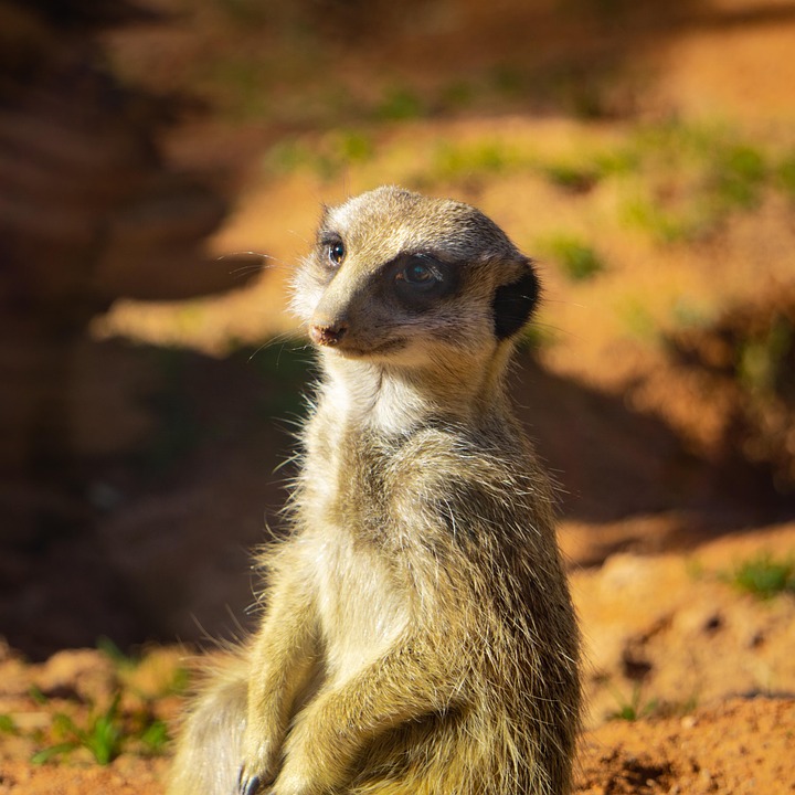 Suricata Animal Animais Selvagens - Foto gratuita no Pixabay