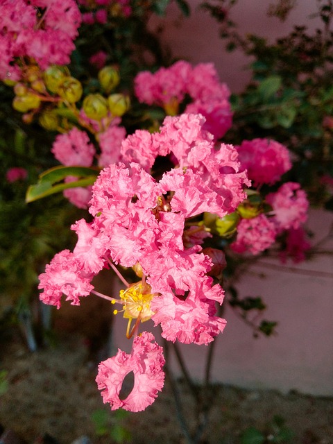 Photo Naturelle Fleur - Photo gratuite sur Pixabay - Pixabay