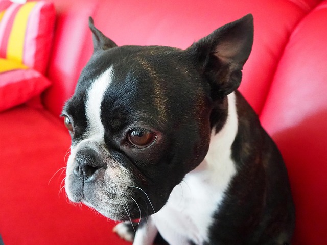 Tier Hund Boston-Terrier - Kostenloses Foto auf Pixabay - Pixabay