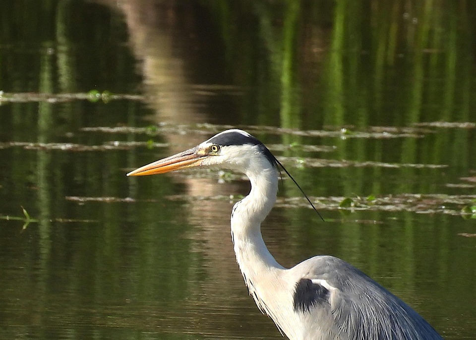 Ardea Cinerea Garza Pajarraco - Foto gratis en Pixabay - Pixabay