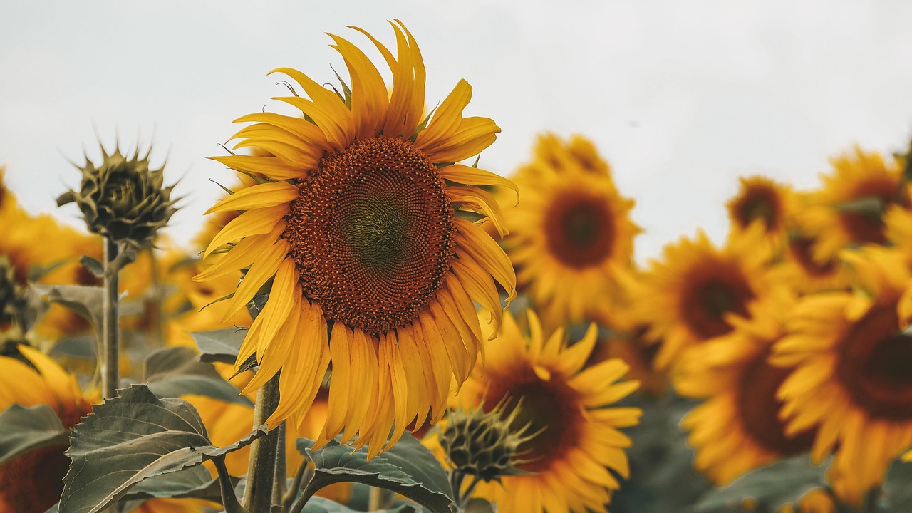 Sunflowers Flowers Field Yellow - Free photo on Pixabay - Pixabay