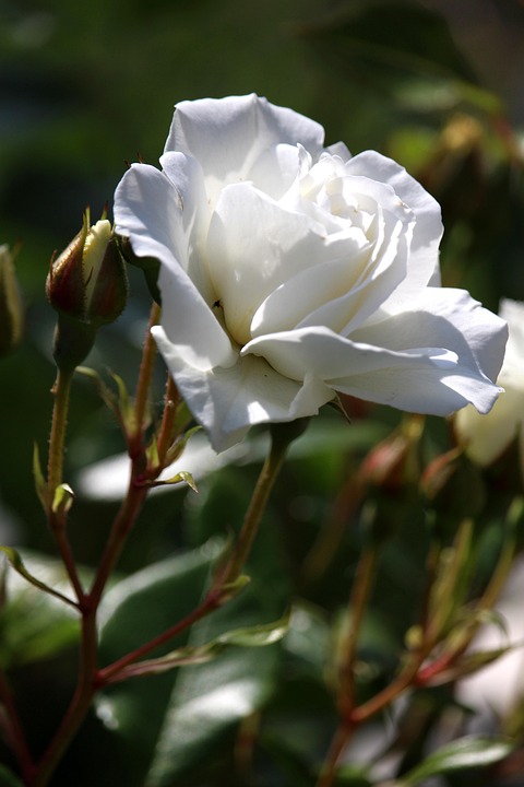 Rose Blanche Fleur - Photo gratuite sur Pixabay - Pixabay