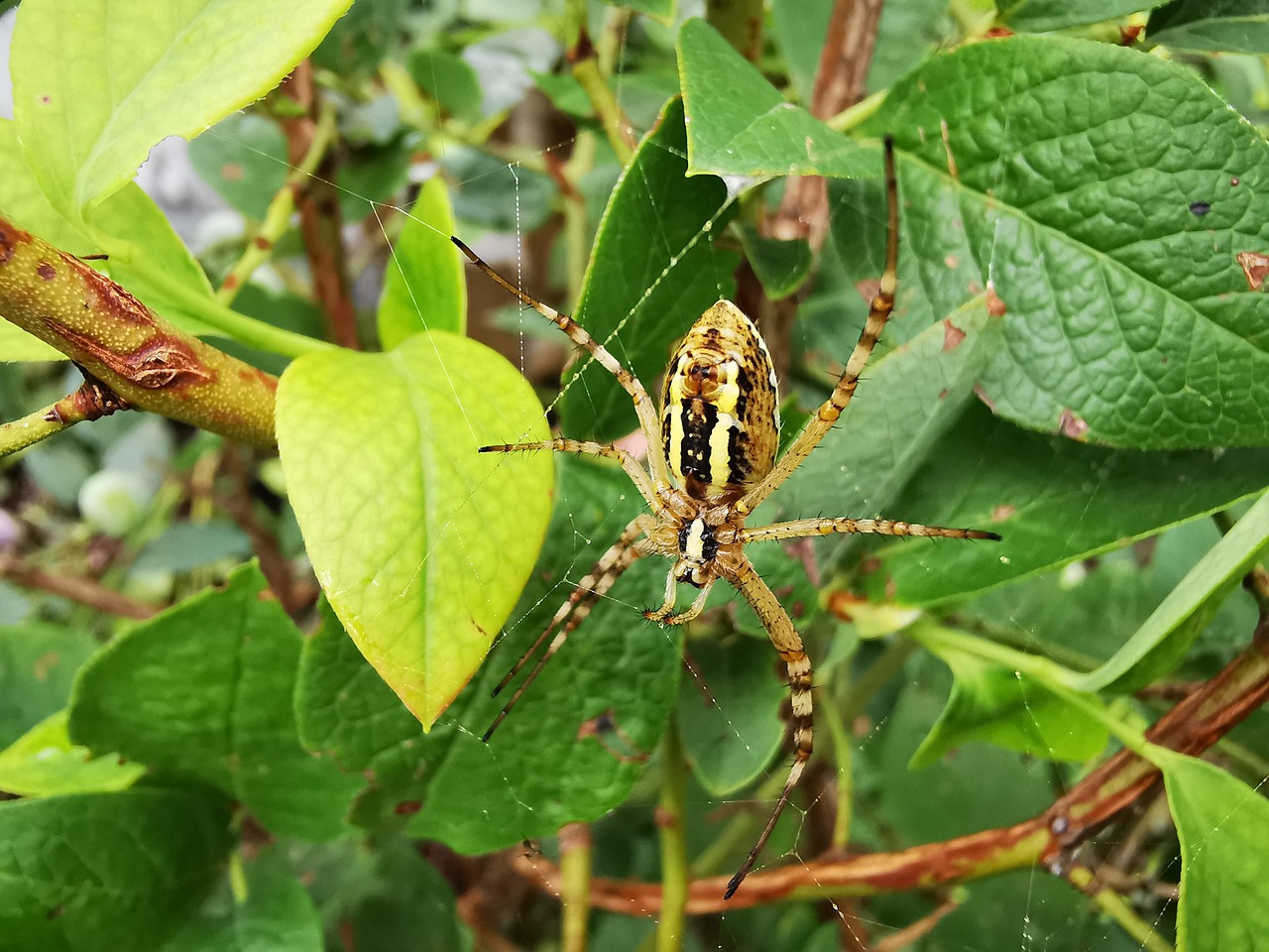 Striped Cruciferous Spider - Free photo on Pixabay - Pixabay