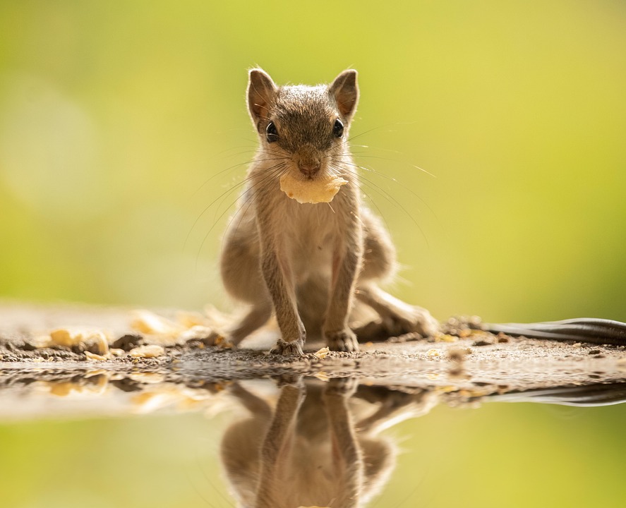 Eichhörnchen Nagetier Baby - Kostenloses Foto auf Pixabay