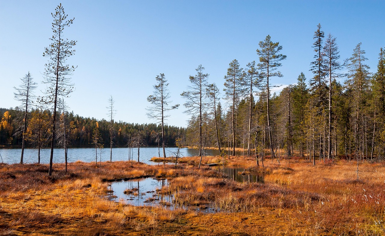 50,000+ Free Swamp Landscape & Swamp Images - Pixabay