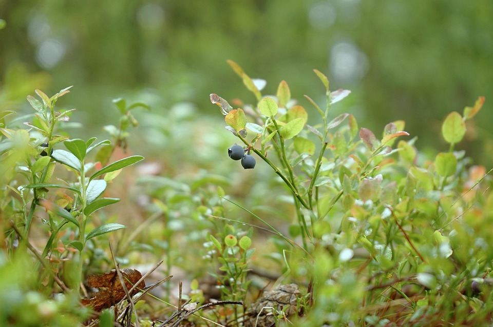European Blueberry - Free photo on Pixabay