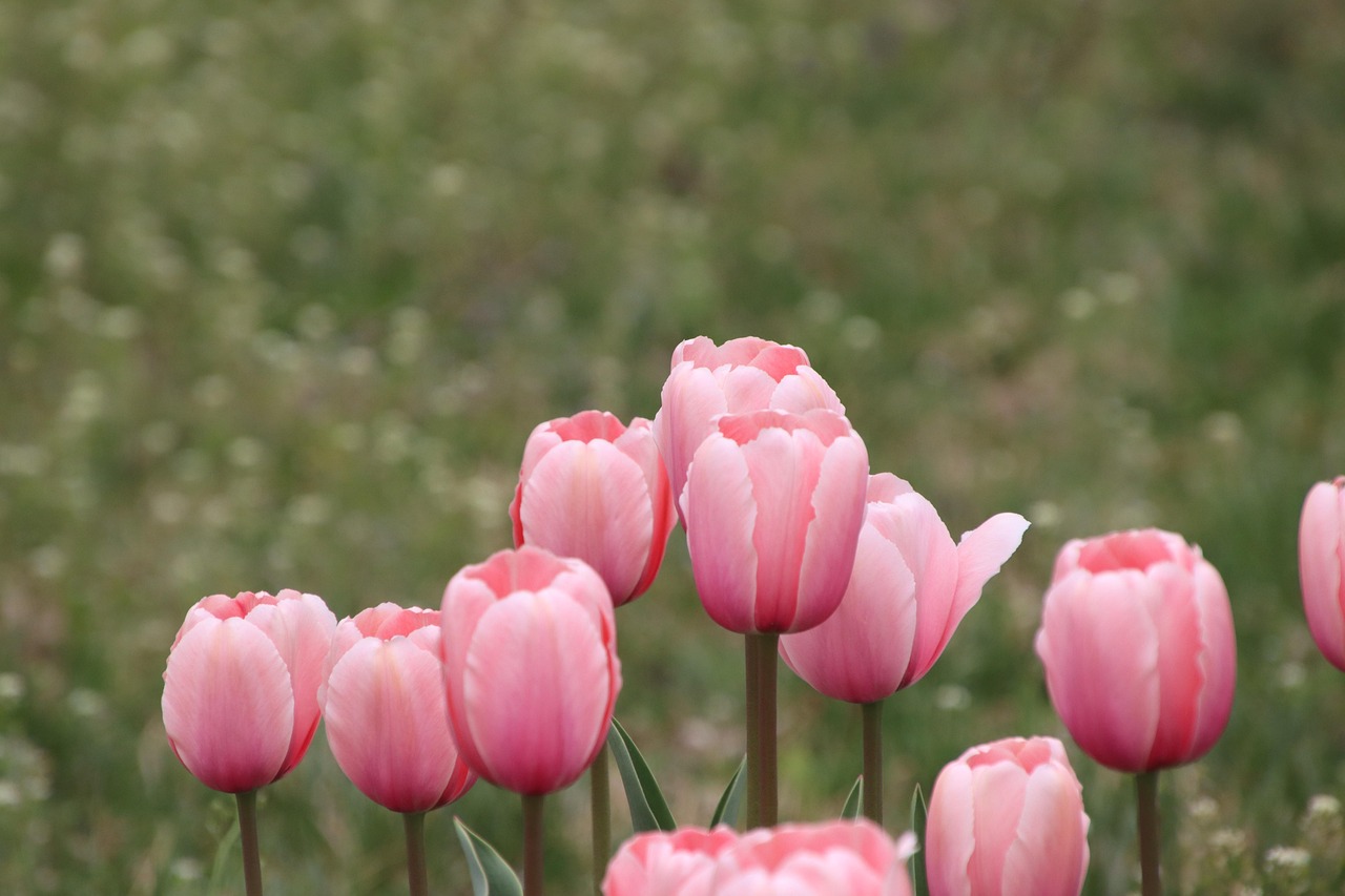 Tulipanes Flores Primaverales Rosas Fotos Gratis : Tulipanes, Ramo,