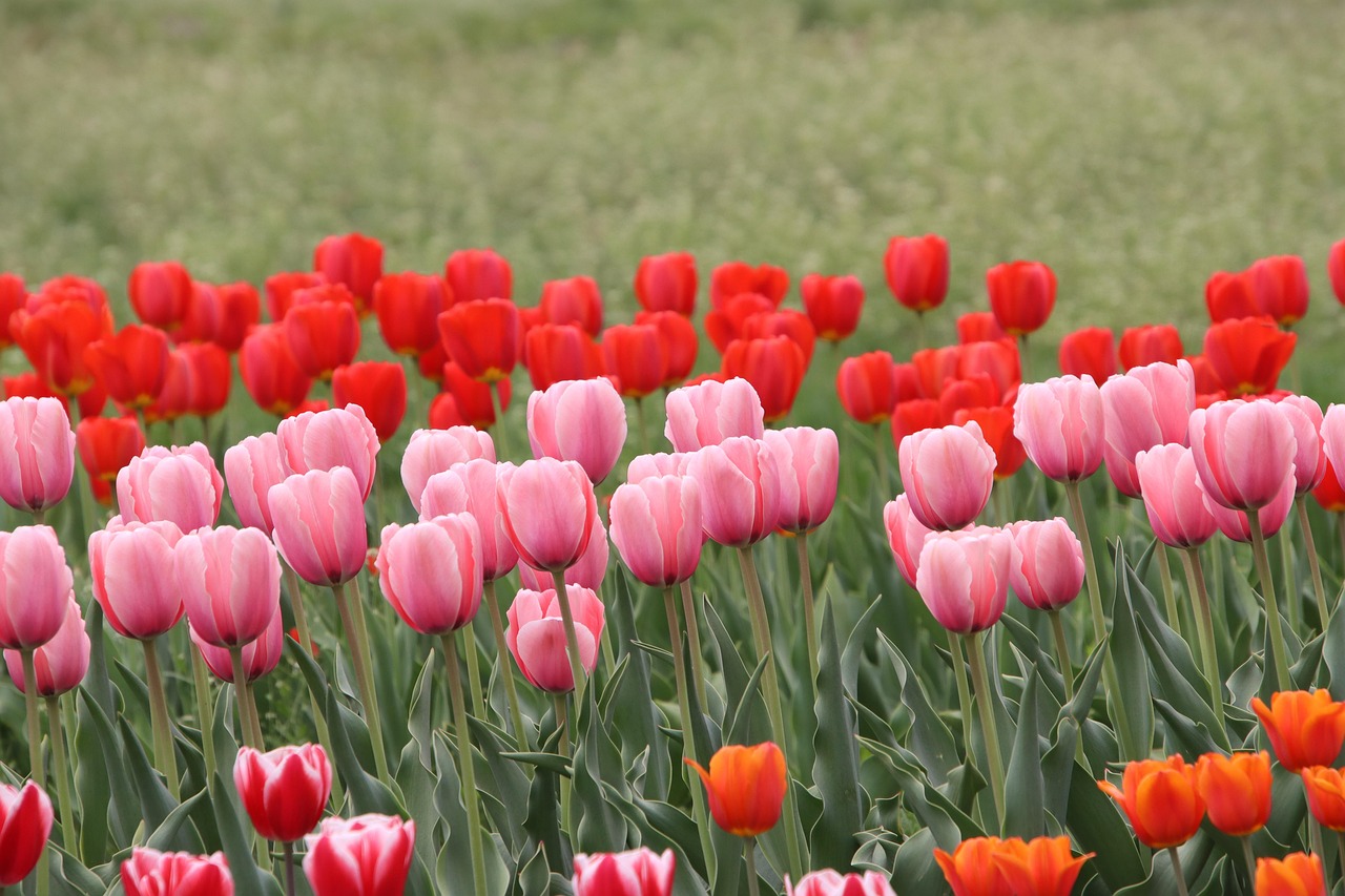 Tulipanes Flores Primaverales Rosas Fotos Gratis : Tulipanes, Ramo,