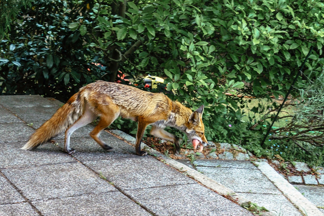 Animal Renard Jardin - Photo gratuite sur Pixabay - Pixabay
