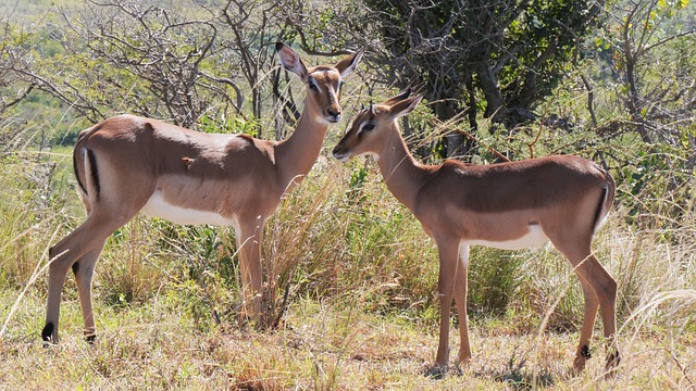 Impala Antelope Wildlife - Free photo on Pixabay