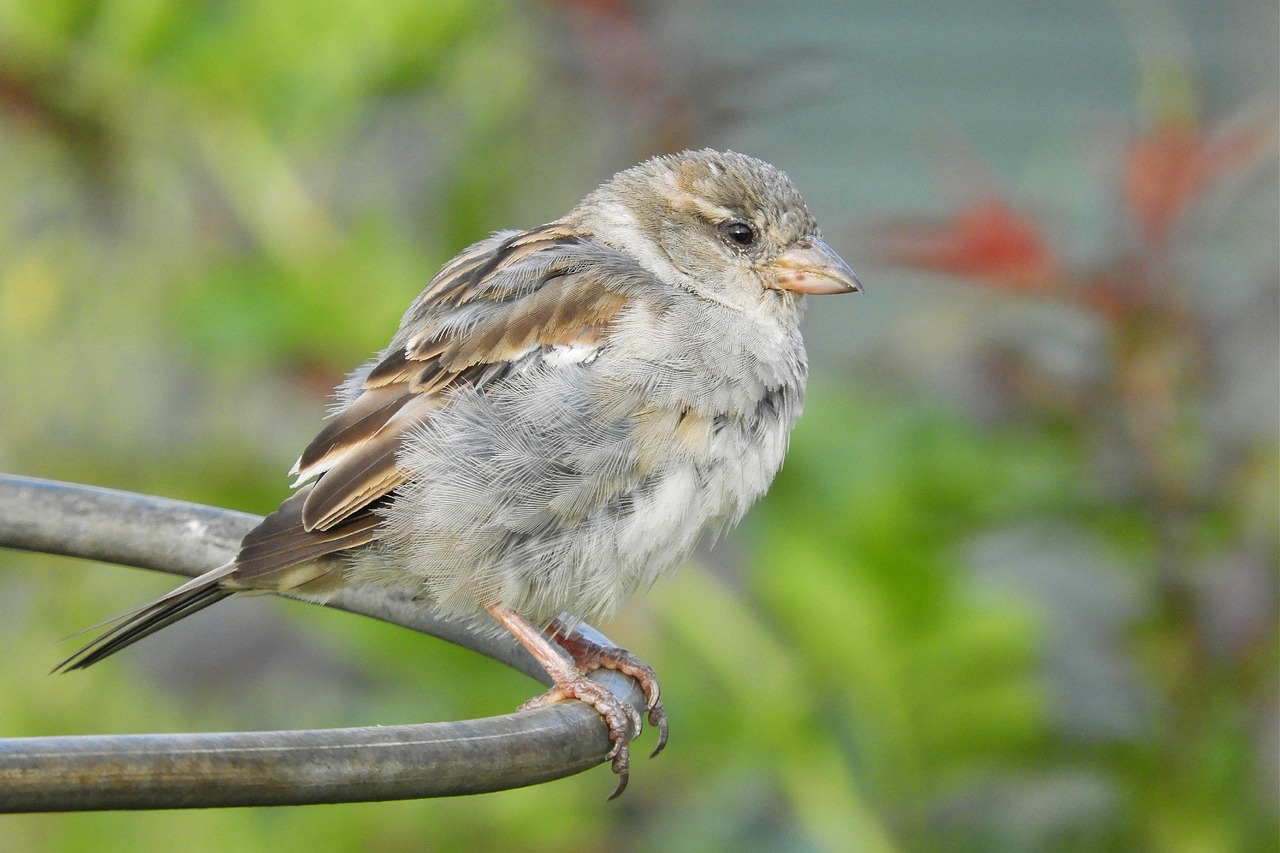 Oiseau Moineau Ornithologie - Photo gratuite sur Pixabay - Pixabay