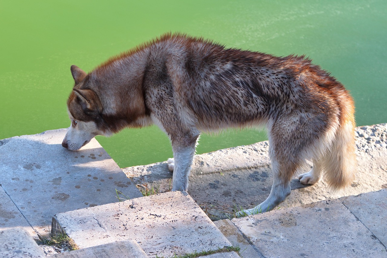 100+ Free Dog Sniffing & Dog Images - Pixabay