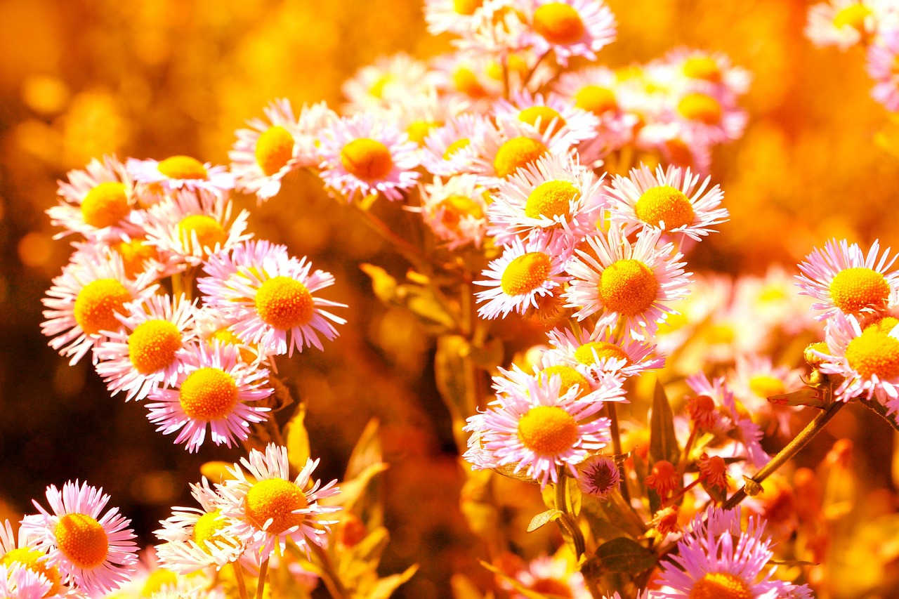 Flores Prado Jardim - Foto gratuita no Pixabay - Pixabay
