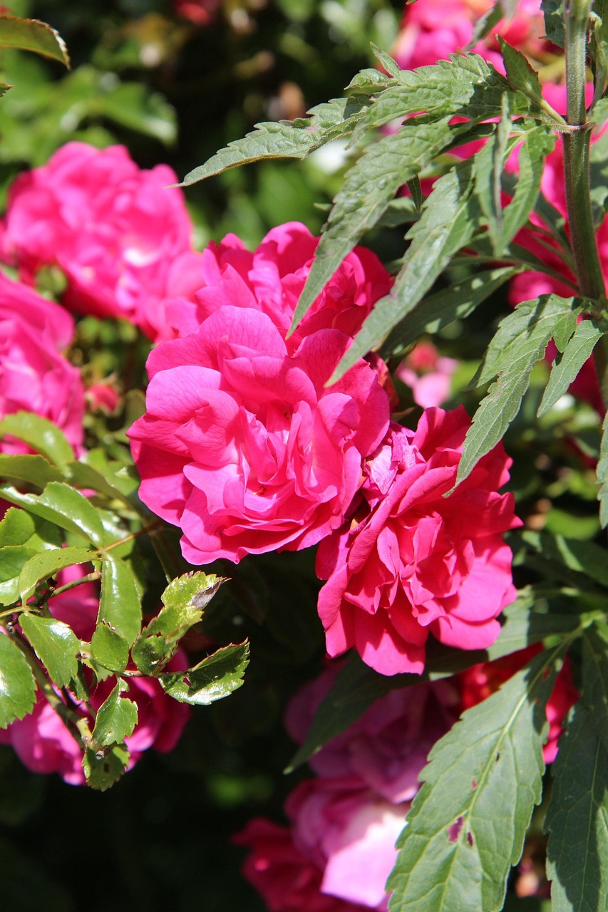 Rosenstrauch Kletterrose Rosa - Kostenloses Foto auf Pixabay - Pixabay