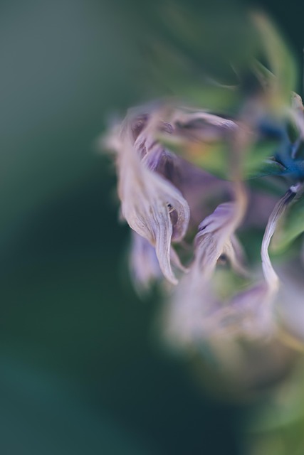 Nature Flower Bloom Close Free Photo On Pixabay