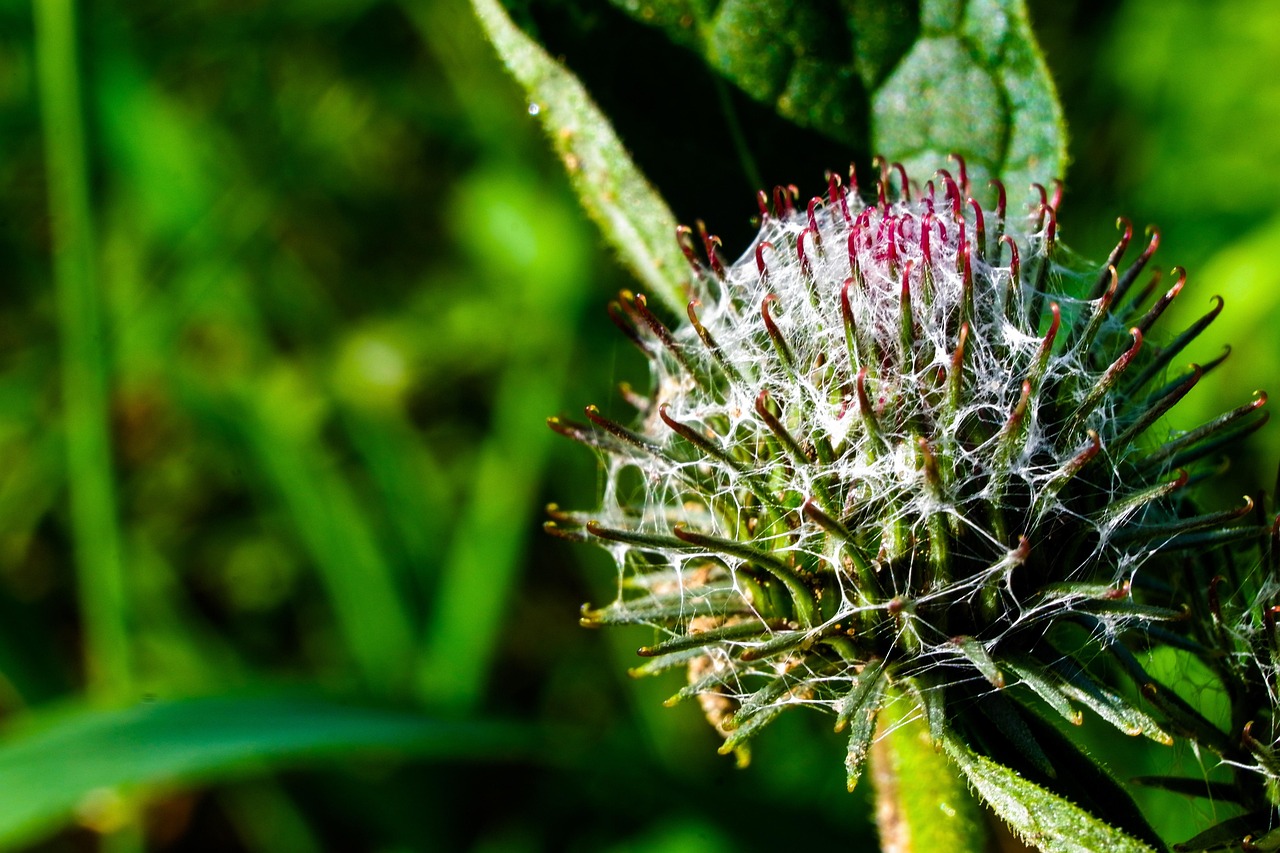 200+ Free Burdock & Nature Images - Pixabay