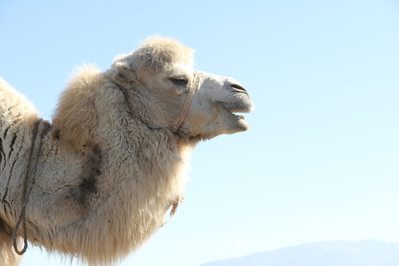 Camello Mamífero Animal - Foto gratis en Pixabay - Pixabay