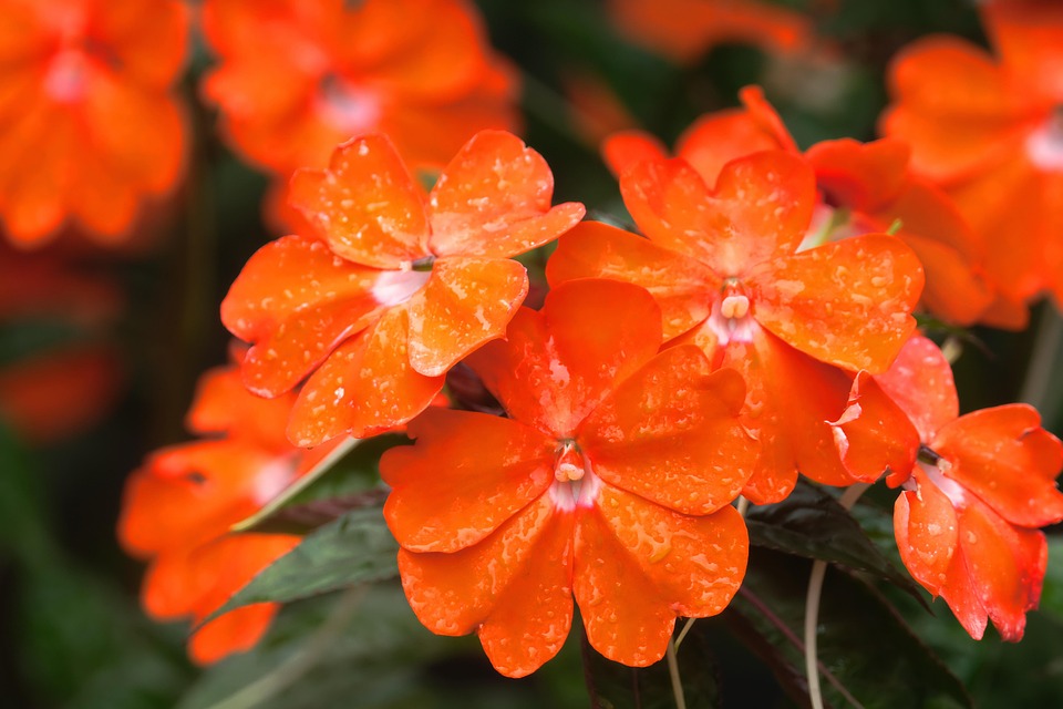 Fleur Impatients Flore - Photo gratuite sur Pixabay