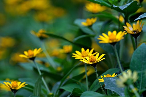 9+ Free Mini Sunflower & Flower Images - Pixabay