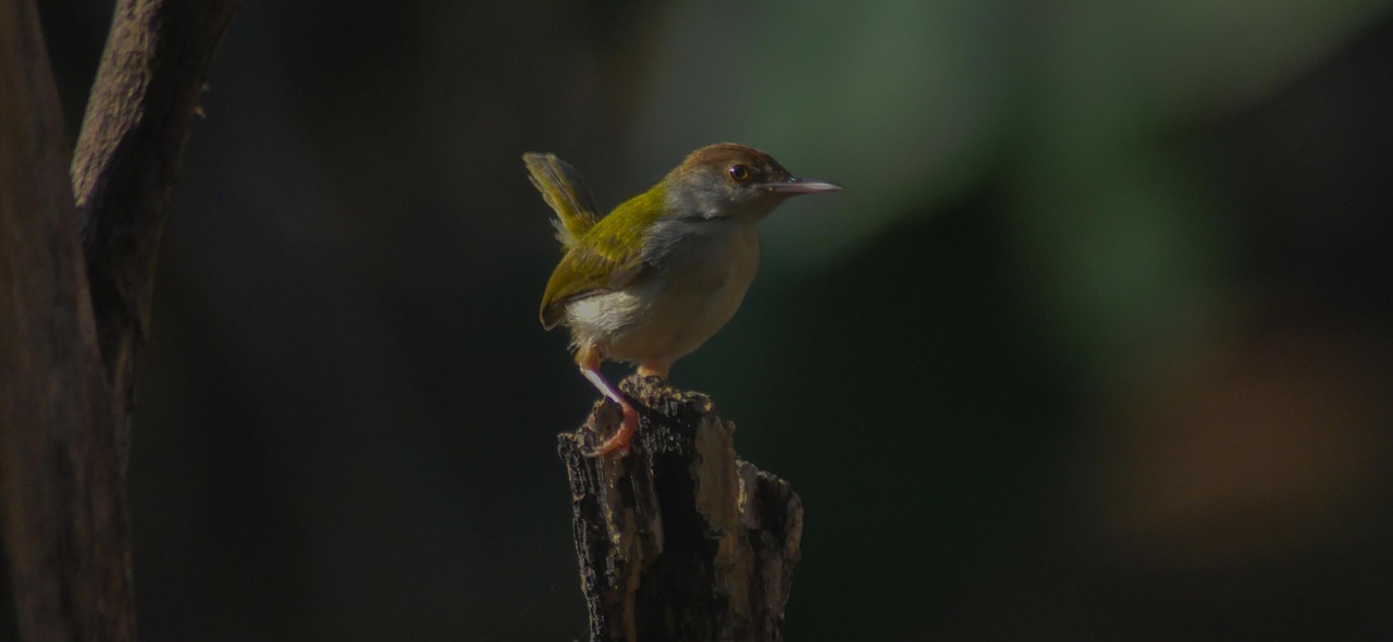 Bird Wildlife Common Tailor - Free photo on Pixabay