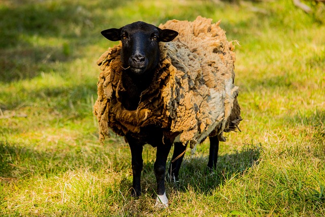 Le Mouton Agneau Cultiver - Photo gratuite sur Pixabay - Pixabay