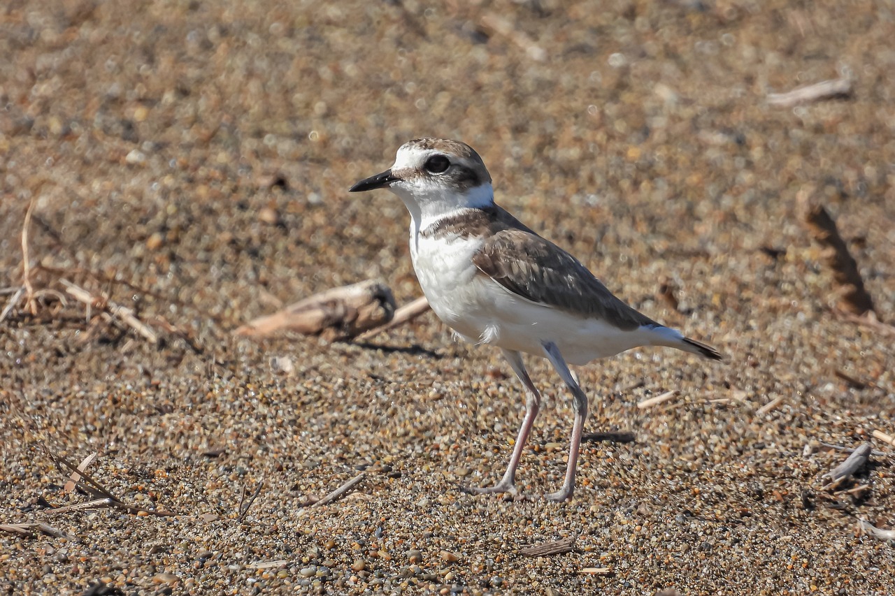 Kentish Plover Sand Coast - Free photo on Pixabay - Pixabay
