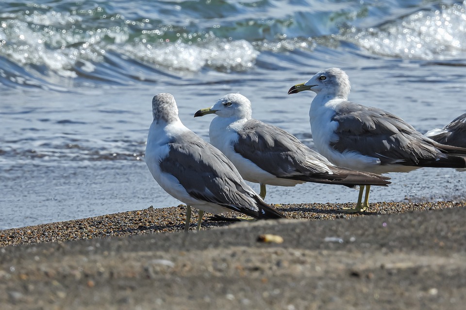 Mouettes Plage Animaux Des - Photo gratuite sur Pixabay