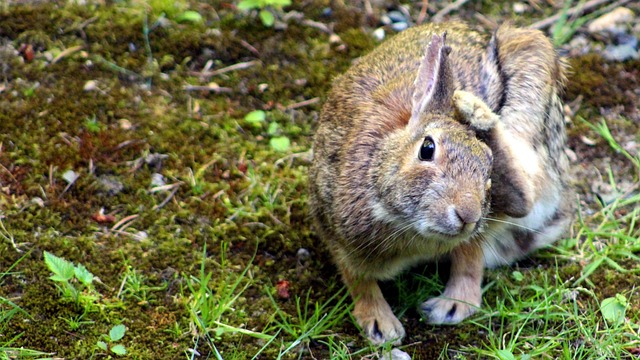 Animal Hare Rabbit - Pixabay上的免费照片 - Pixabay