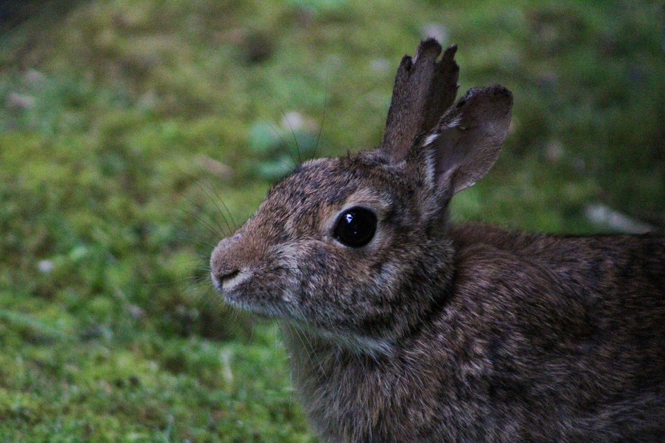 Animal Hare Rabbit - Pixabay上的免费照片 - Pixabay