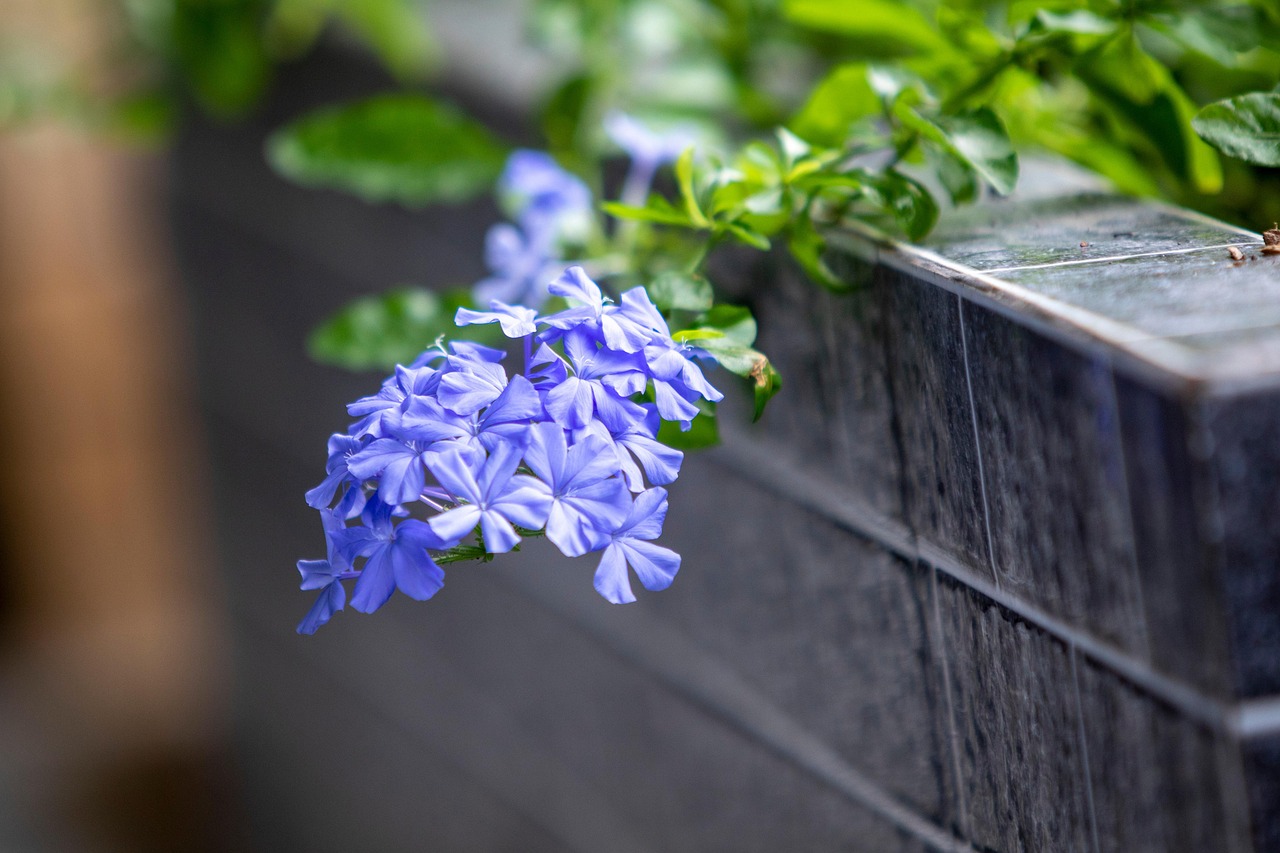 Leadworts Plumbago Purple Flowers - Free photo on Pixabay - Pixabay