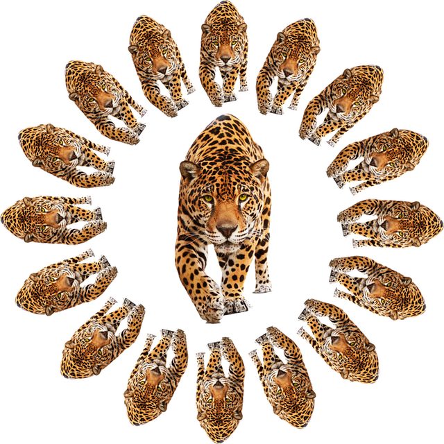 Explore 24,318+ Free Leopard Pattern Illustrations: Download Now - Pixabay