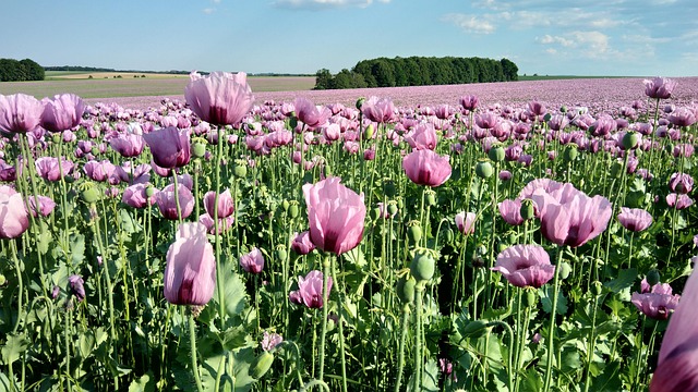 Mohn Mohnblumen Blumenfeld - Kostenloses Foto auf Pixabay - Pixabay