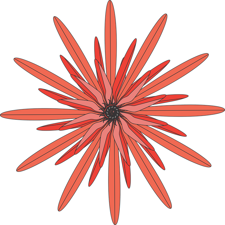 Orange Flower Unique - Free image on Pixabay