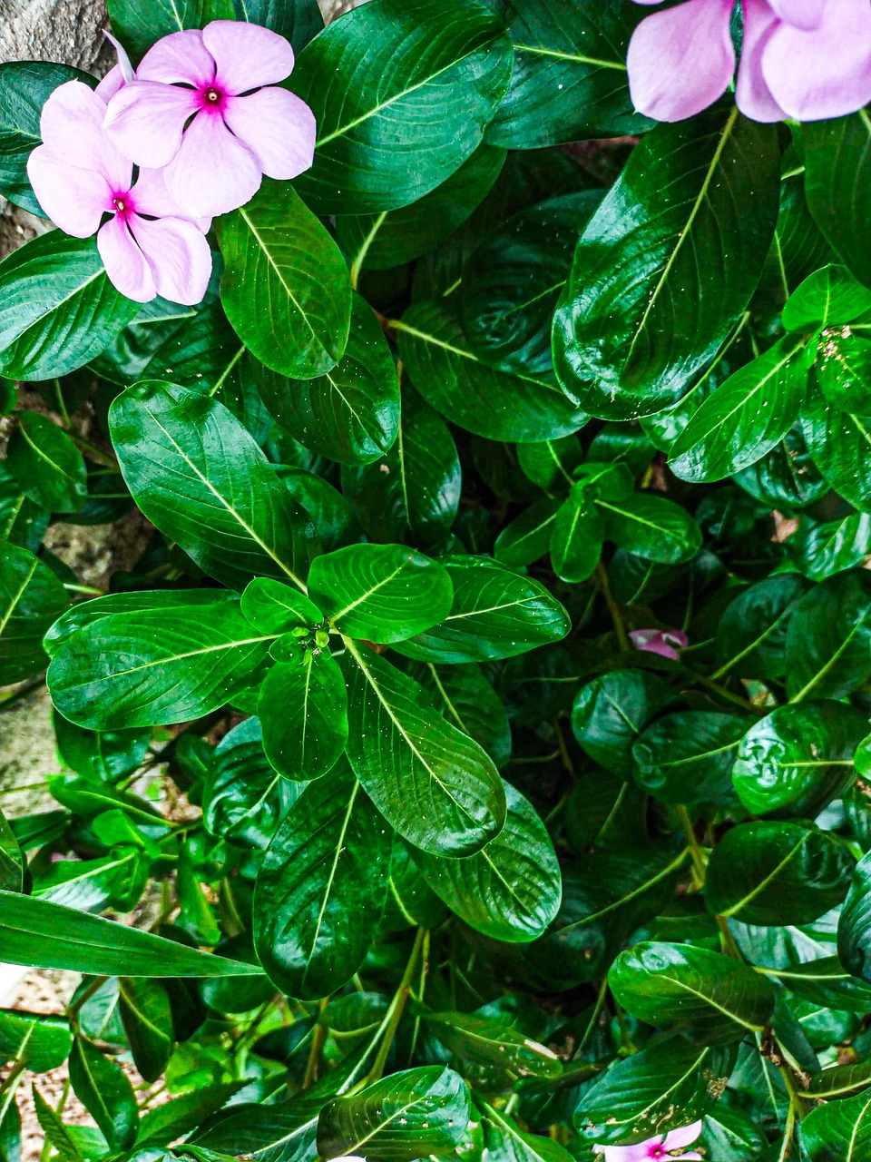 Verde Plantas Flores - Foto gratuita no Pixabay - Pixabay