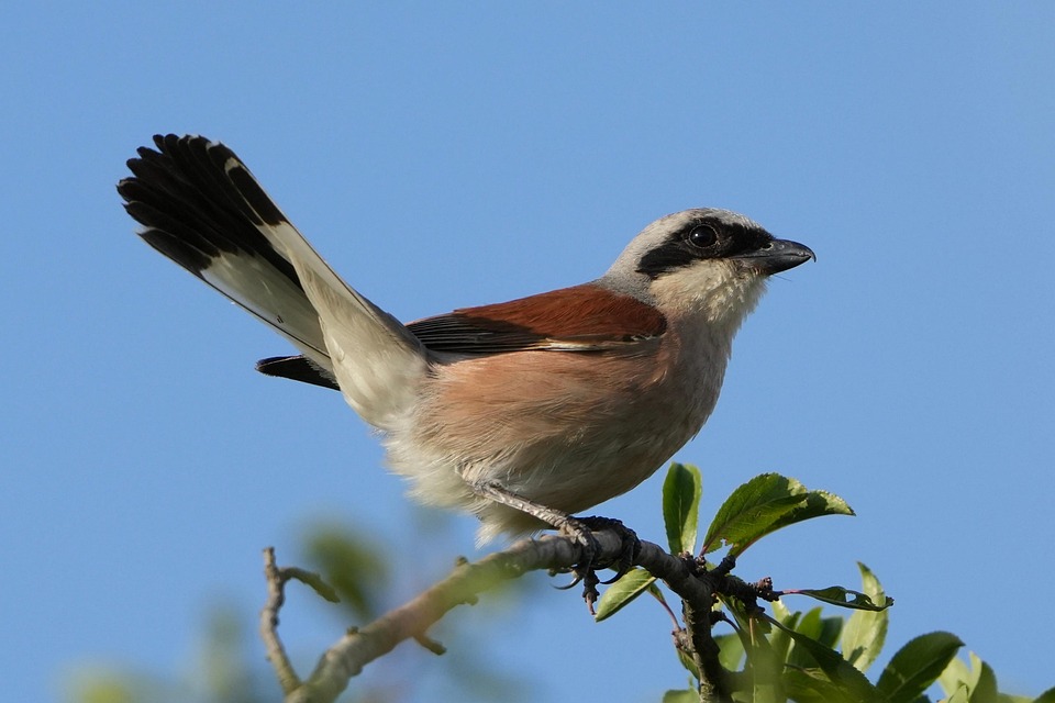 Shrike Bird Nature - Free photo on Pixabay