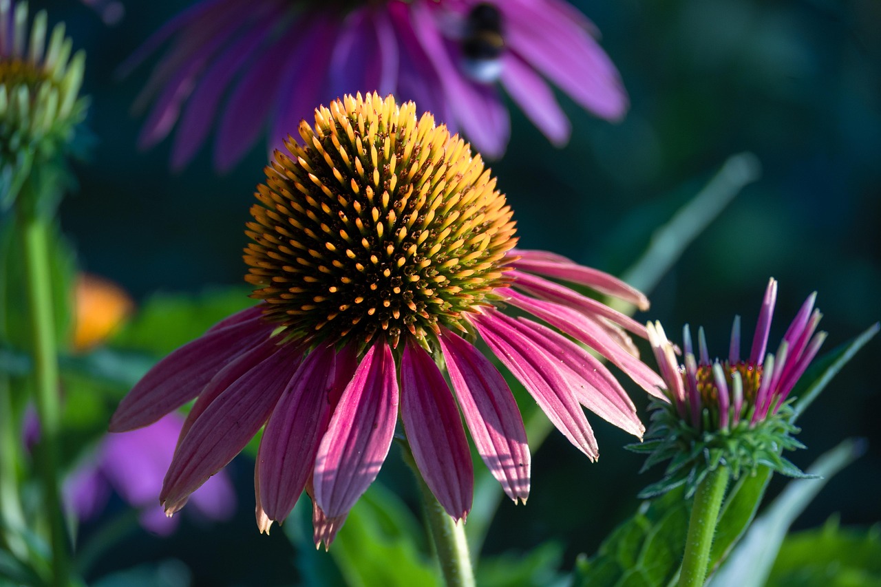 ดอกไม้ Coneflowers ดอกไม้สีชมพู - ภาพฟรีบน Pixabay - Pixabay
