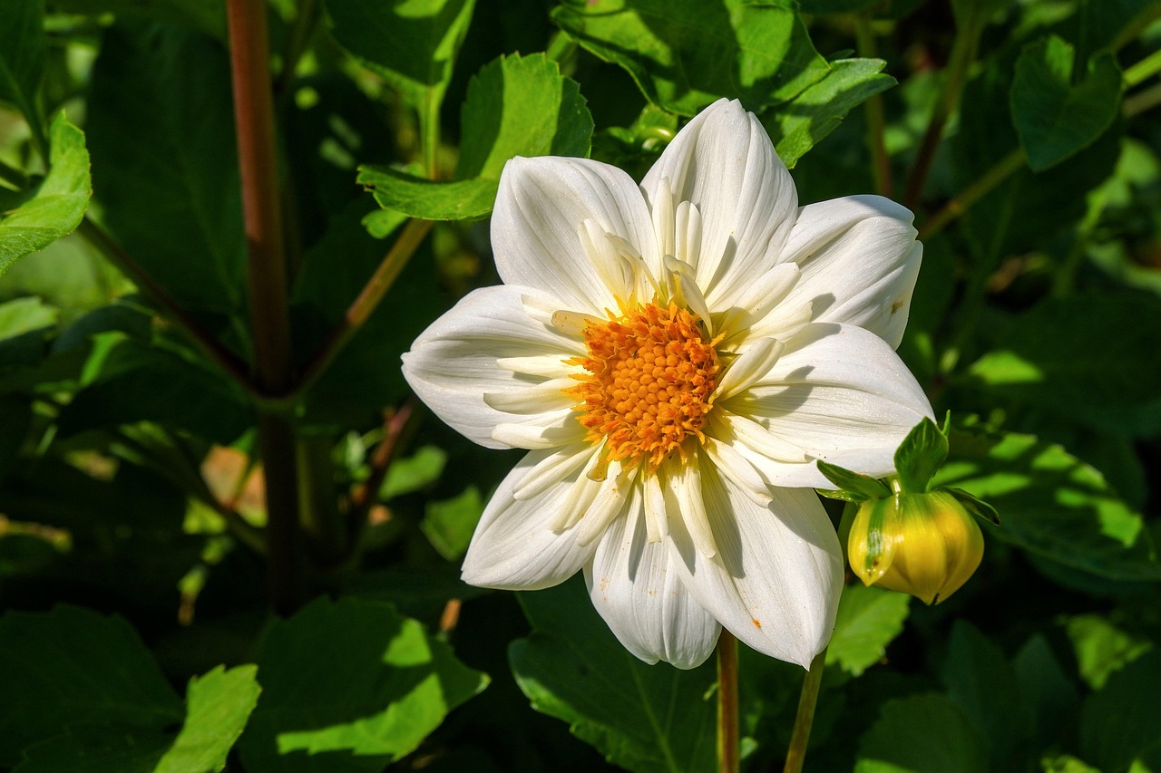 Dahlia Fleur Blanc - Photo gratuite sur Pixabay - Pixabay