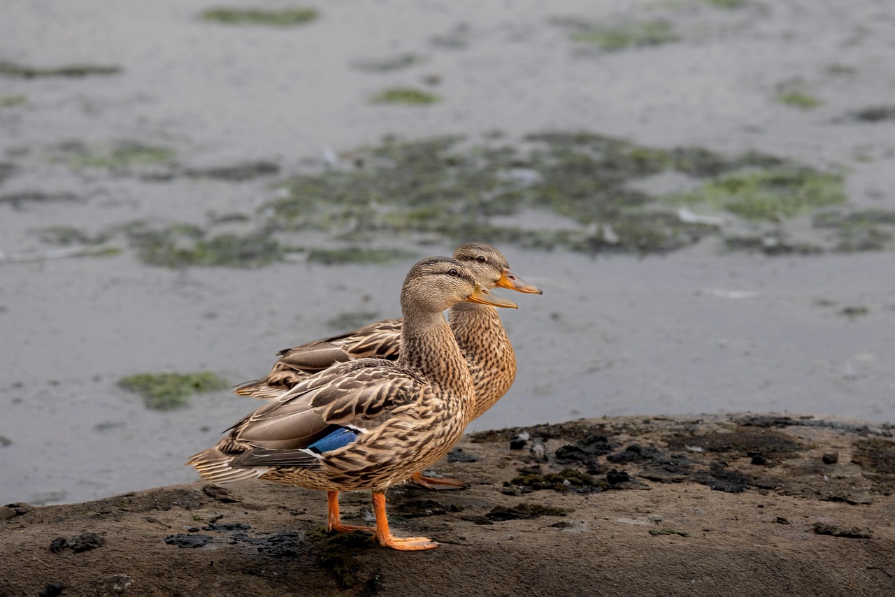 Birds Ducks Waterfowls Water - Free photo on Pixabay - Pixabay