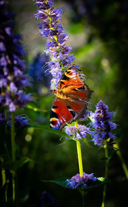 Butterfly Flowers Pollination - Free photo on Pixabay - Pixabay