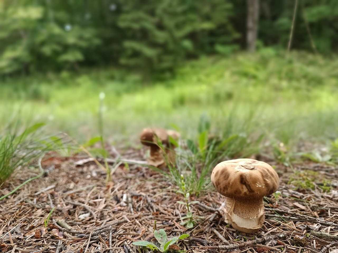 Champignon Naturel Woods - Photo gratuite sur Pixabay - Pixabay