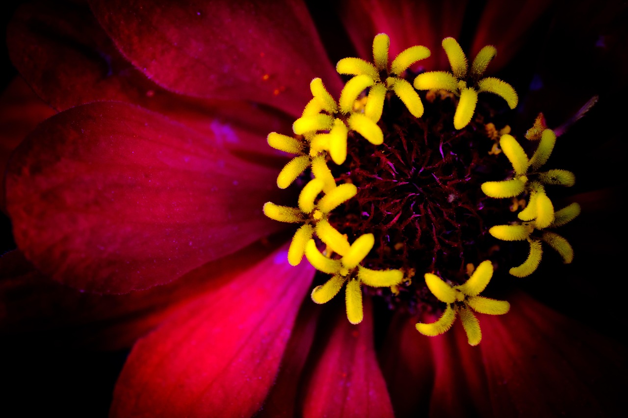 Luonne Kukka Silmukka - Ilmainen valokuva Pixabayssa - Pixabay