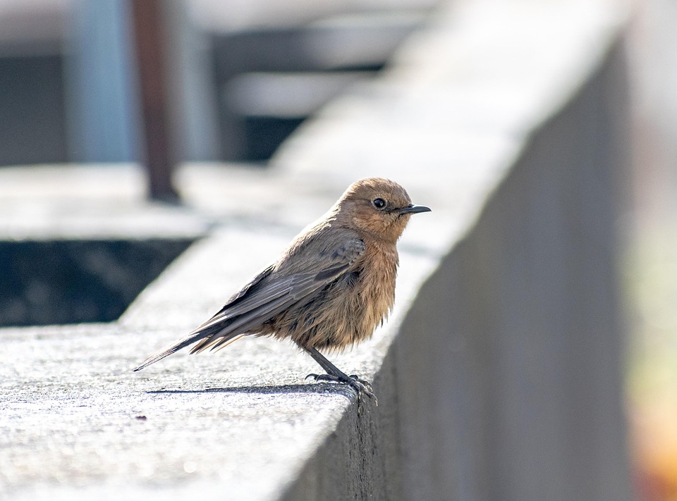 Bird Indian Chat Animal Brown Rock - Free photo on Pixabay - Pixabay