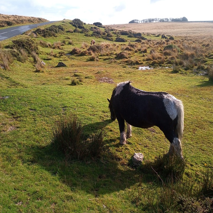 Pony Dartmoor Heide - Kostenloses Foto auf Pixabay - Pixabay
