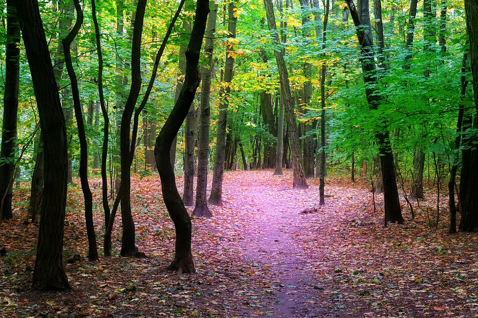 Forest Trail Autumn - Free photo on Pixabay