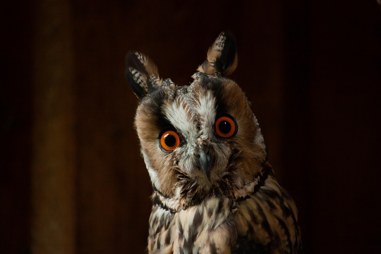 9,000+ Free Northern Saw-Whet Owl & Owl Photos - Pixabay